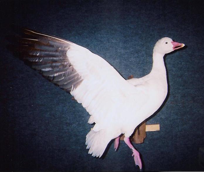 TaxidermyBy.com/BobLewis