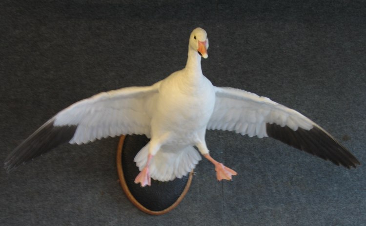 TaxidermyBy.com/BobLewis